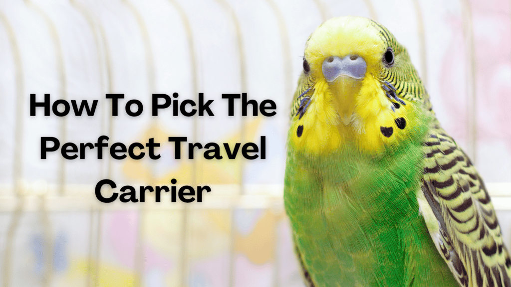 Budgie Travel Carrier – The Essential Guide To Traveling With Budgies ...